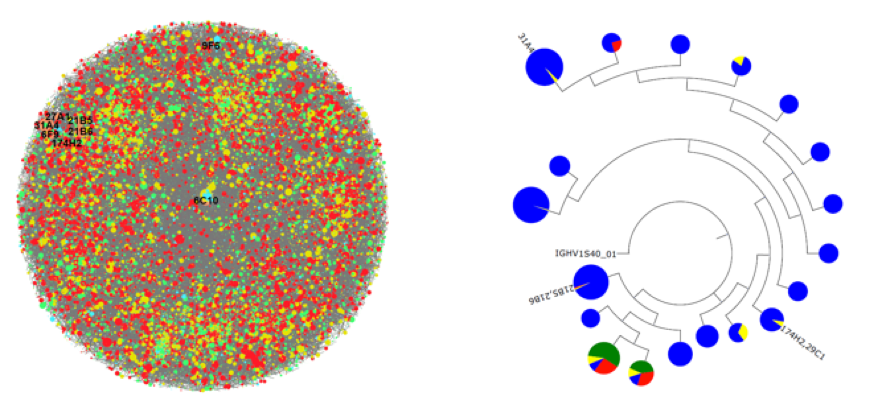 Antibody repertoire analytics: the development of a visualization ...